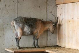 Sick Goat: Trouble Shooting for Treatment - Goat Journal